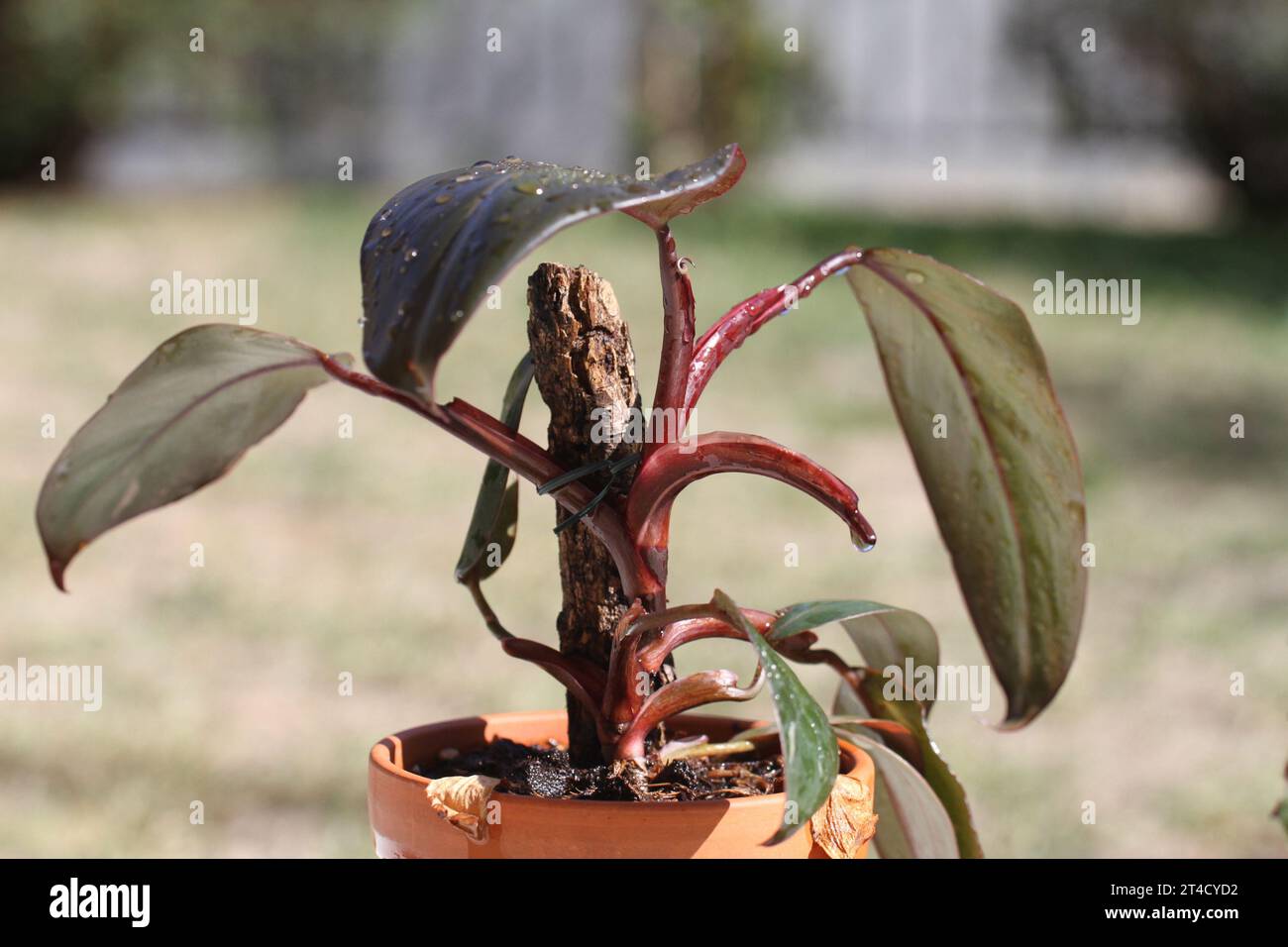 green indoor plant philodendron white pink princess tricolor Stock ...