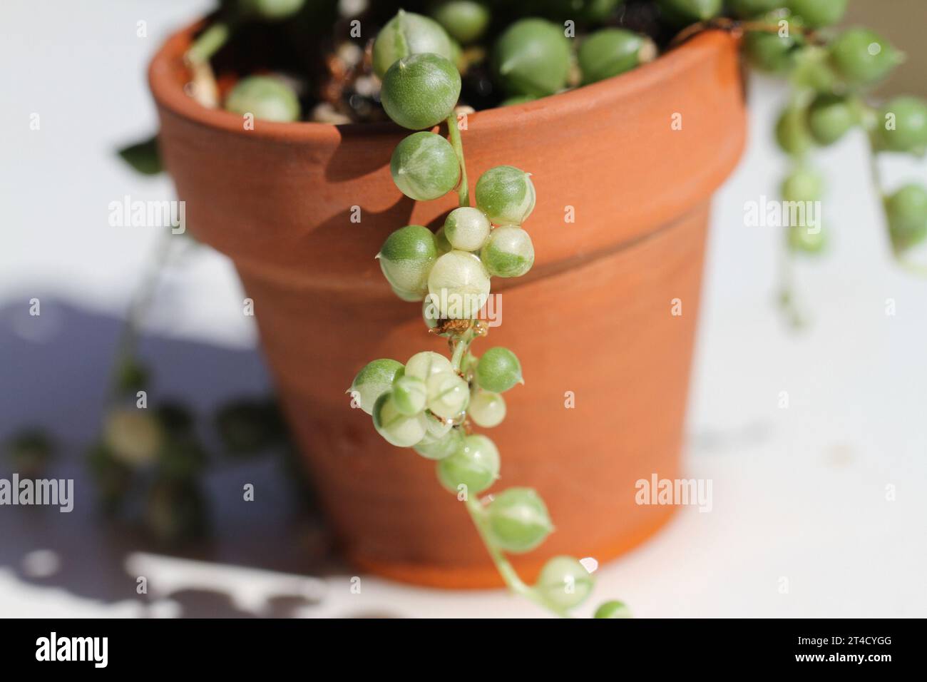 green indoor plant Senecio rowleyanus variegata string of pearl Stock Photo - Alamy