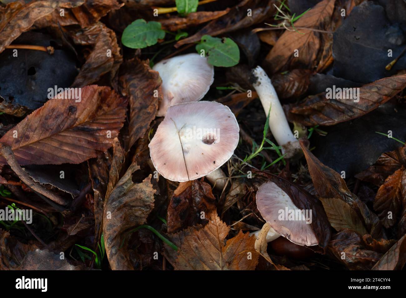 Windsor, Berkshire, UK. 30th October, 2023. Fungi by the River Thames ...