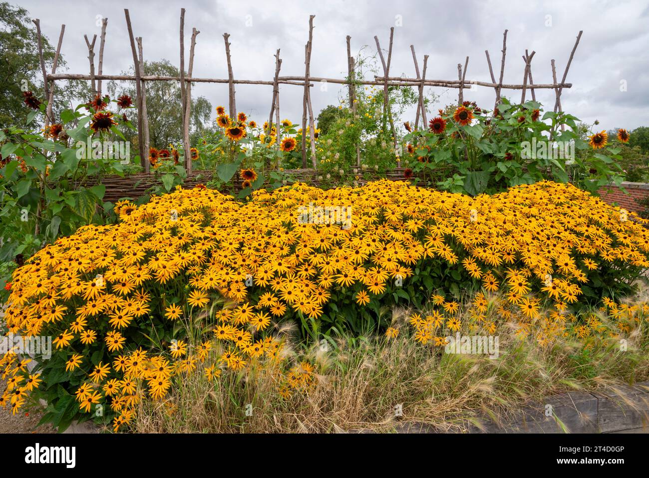 Mass of Rudbeckias and Sunflowers at RHS Bridgewater garden at Worsley ...