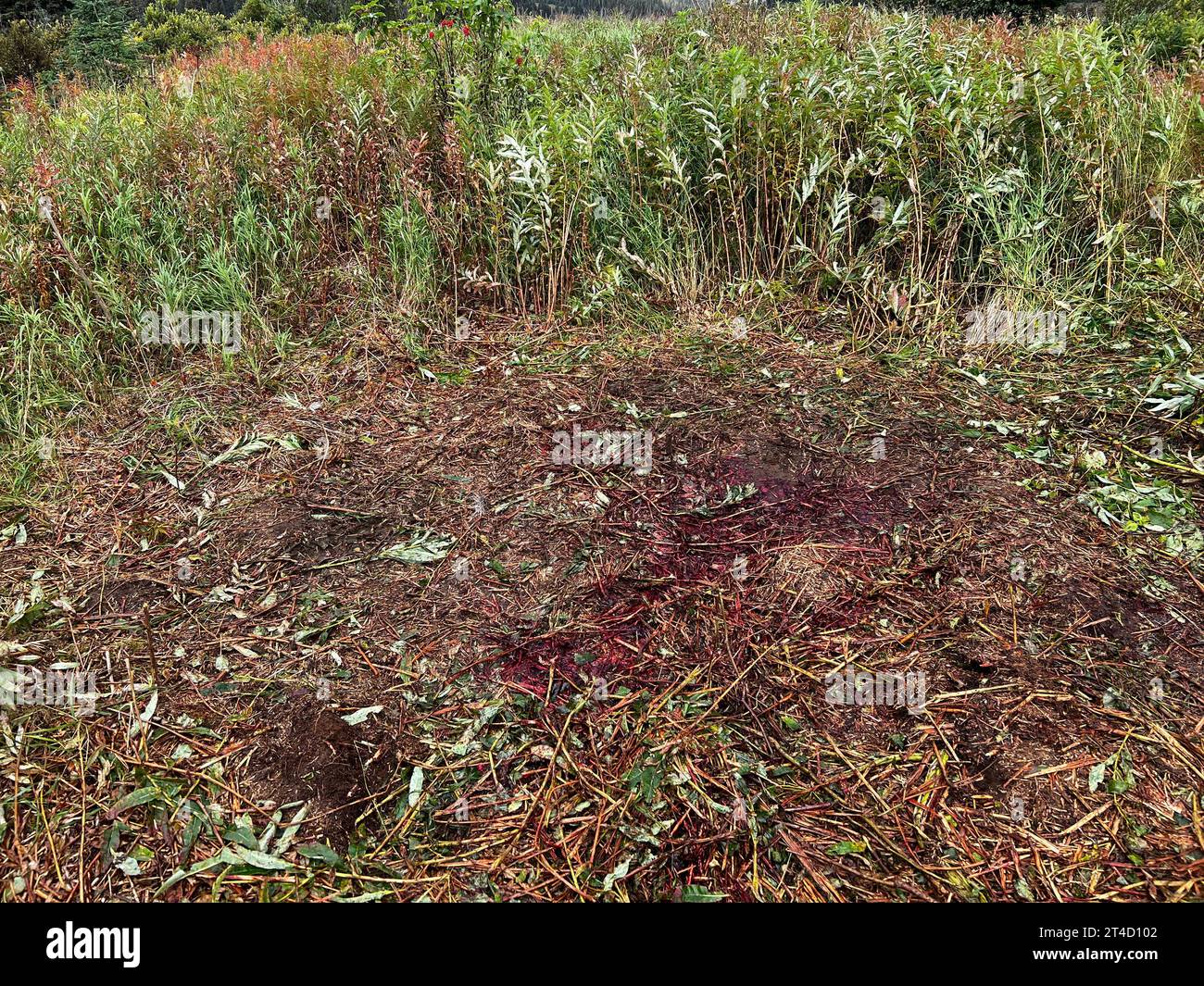 A vibrant, rural landscape featuring a field of red soil and trees in ...