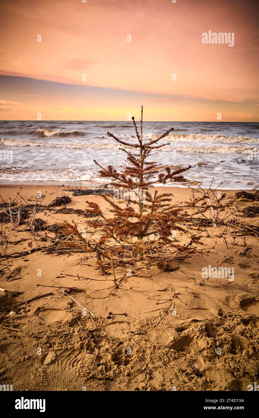 Christmas tide hi-res stock photography and images - Alamy