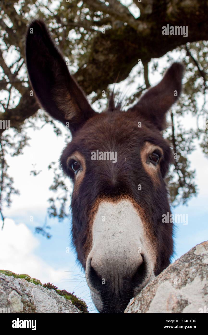 Donkey portraits, in a pasture in their natural state Stock Photo - Alamy