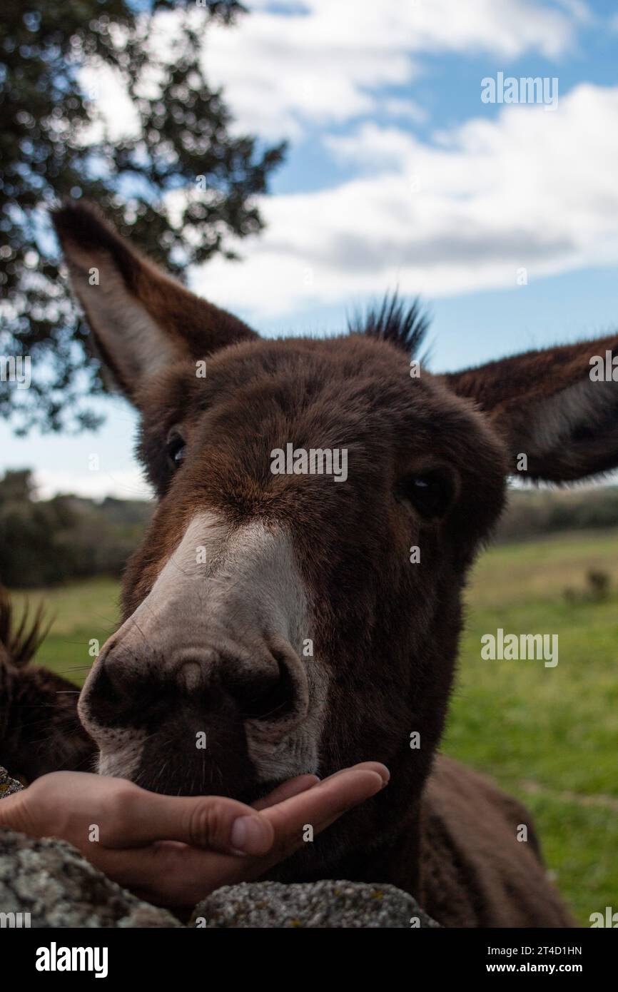 Donkey portraits, in a pasture in their natural state Stock Photo - Alamy