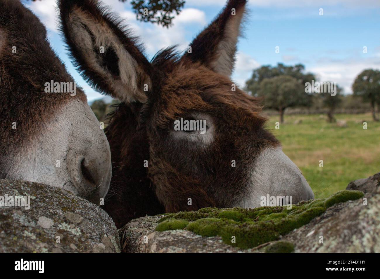 Donkey portraits, in a pasture in their natural state Stock Photo - Alamy