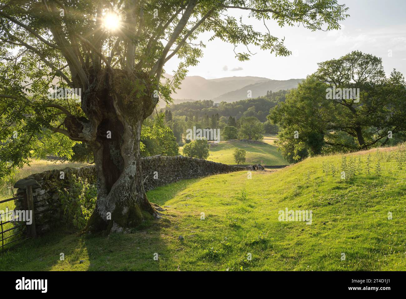 Old pollarded Ash tree at Skelwith Fold, The Lake District, Cumbria ...