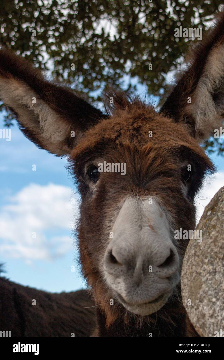 Donkey portraits, in a pasture in their natural state Stock Photo - Alamy