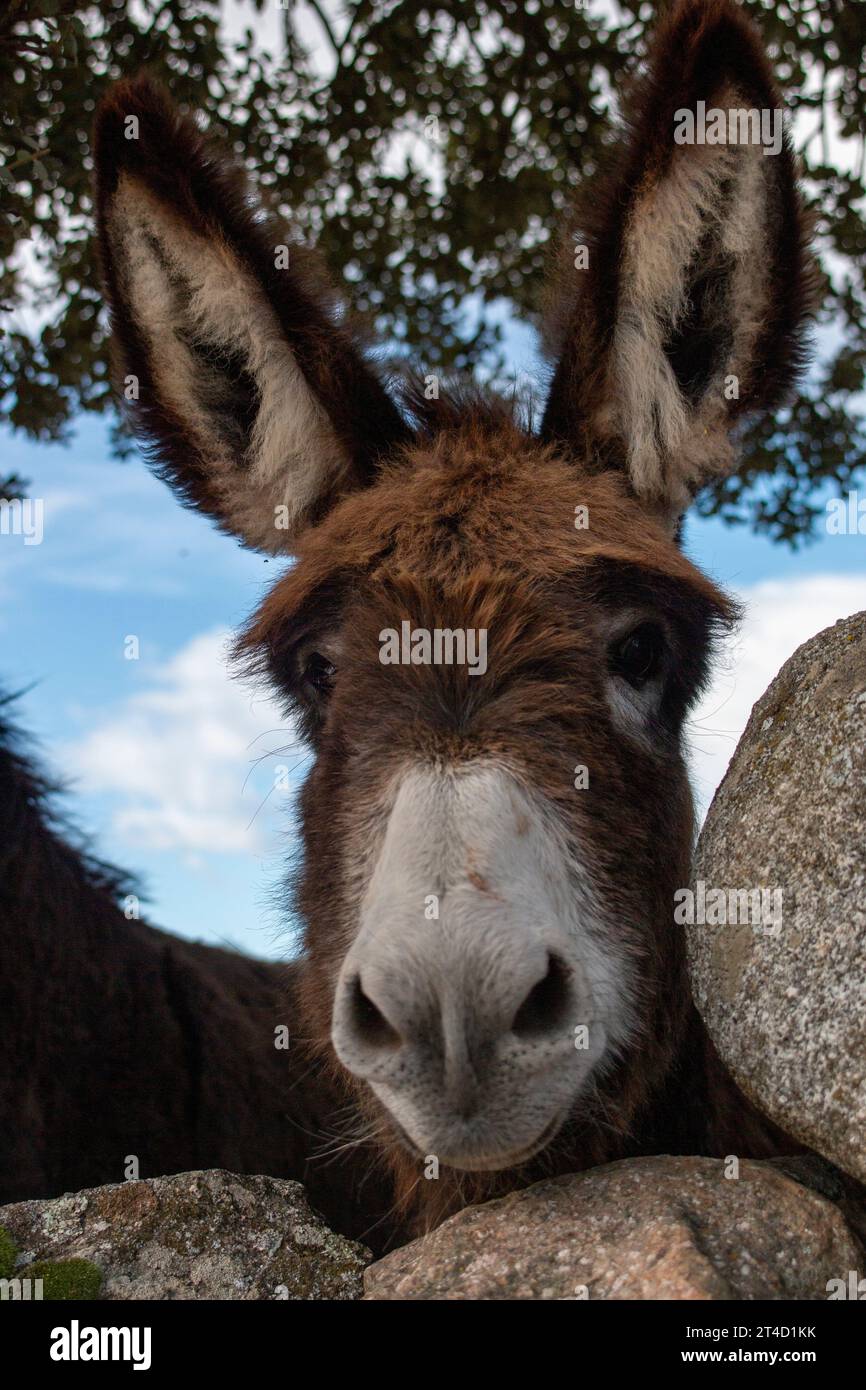 Donkey portraits, in a pasture in their natural state Stock Photo - Alamy