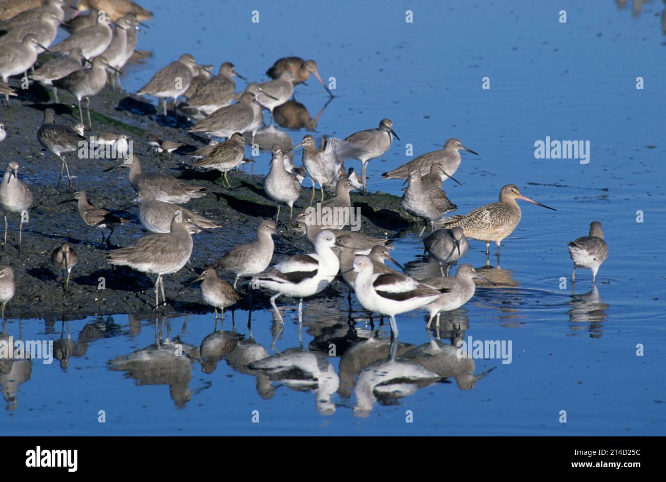 Shorebirds along North McCoy Trail, Tijuana Slough National Wildlife ...