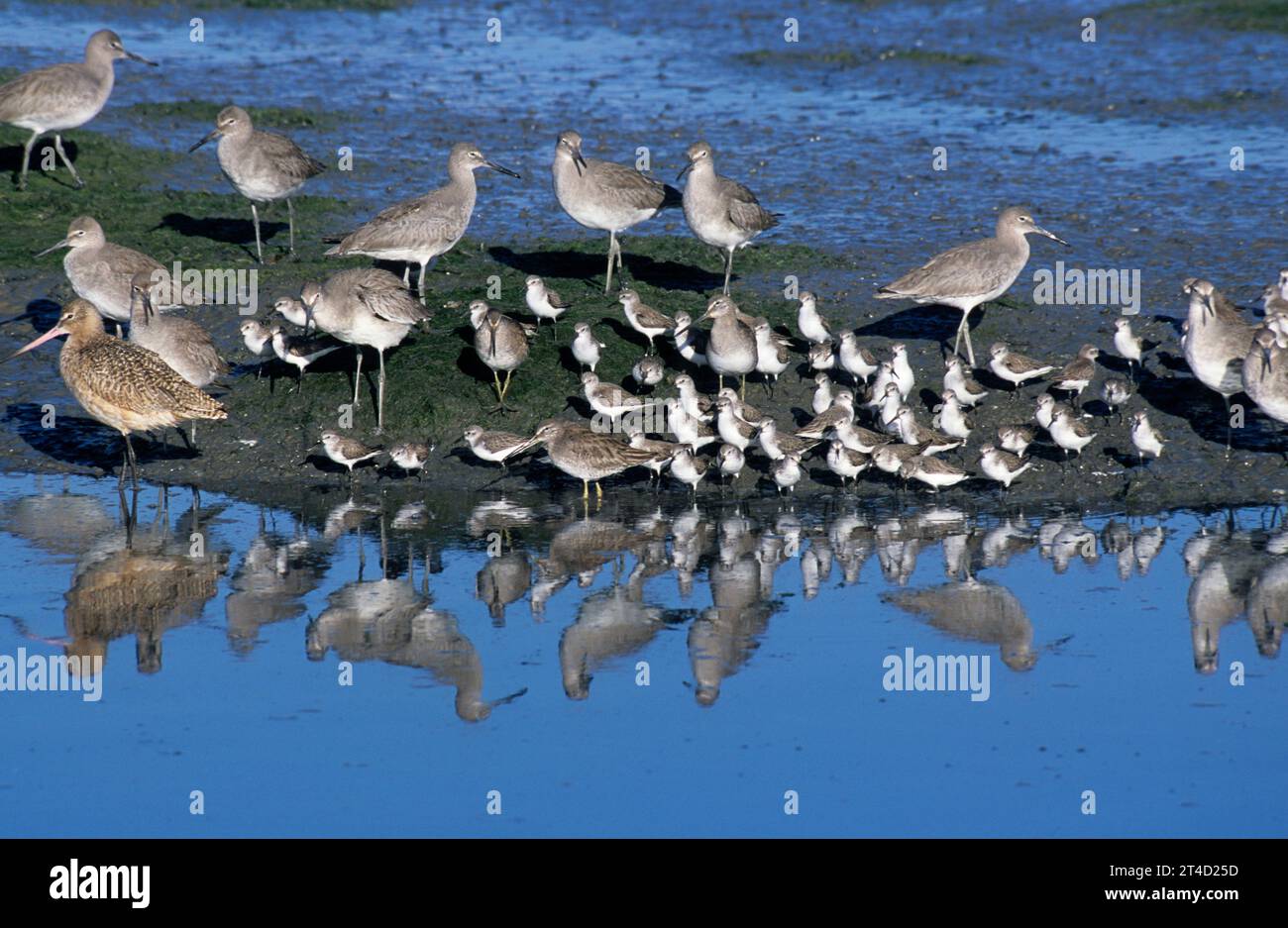 Shorebirds along North McCoy Trail, Tijuana Slough National Wildlife ...