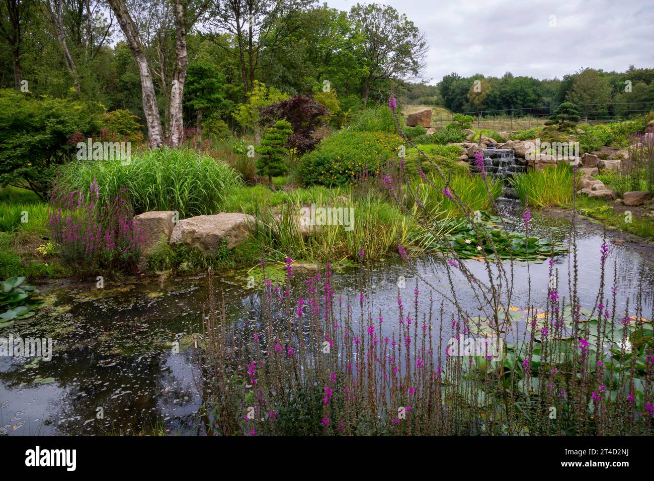 Chinese Streamside Garden at RHS Bridgewater garden at Worsley, Salford ...