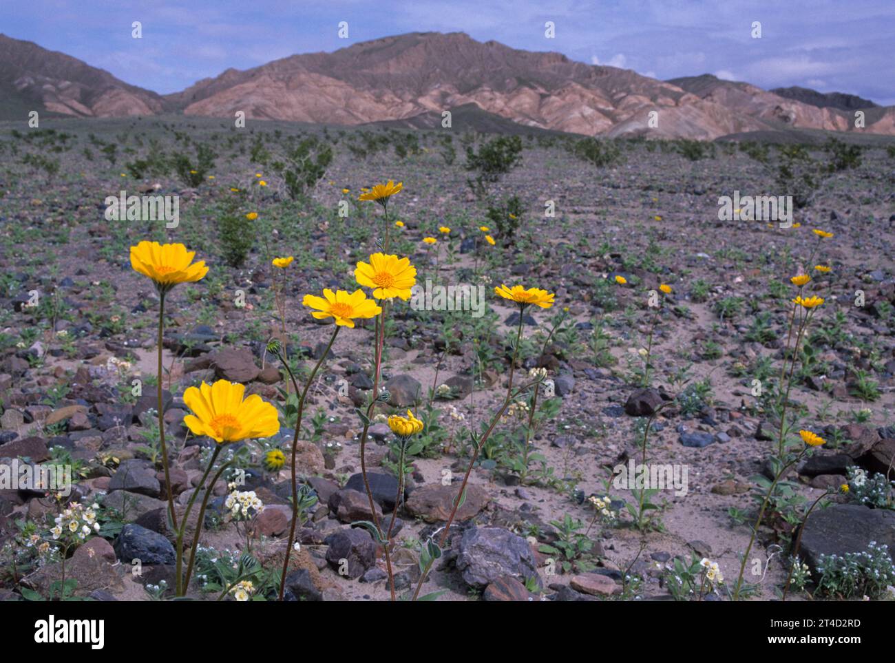 Kit fox mojave hi-res stock photography and images - Alamy