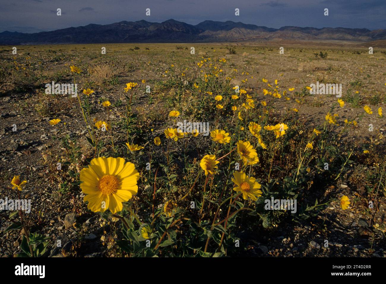 Desert gold to Funeral Mountains, Death Valley National Park ...