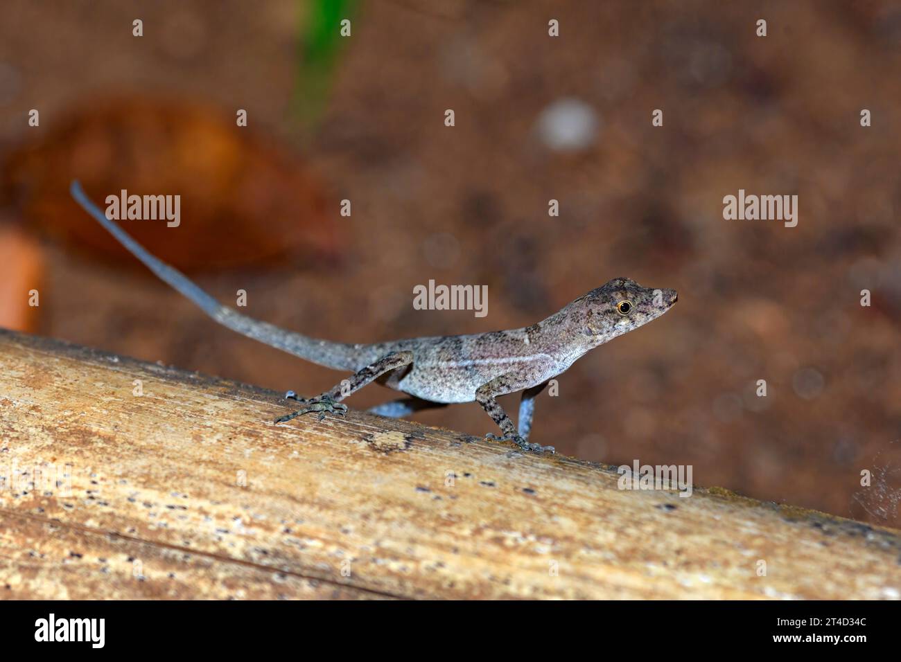 Unidentified anole (Anolis sp.) from Osa Peninsula, Costa Rica Stock ...