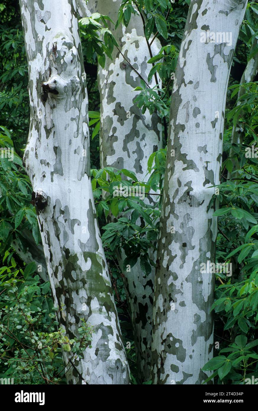 Sycamore along Marble Fork Trail, Sequoia National Park, California ...
