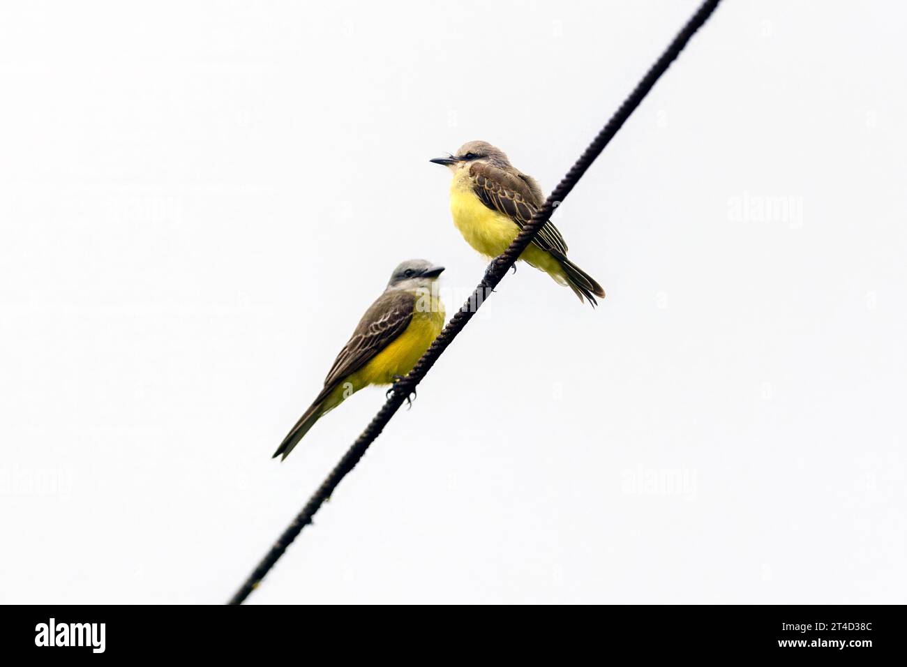 Tropical kingbirds(Tyrannus melancholicus) from Las Arrieras, Costa ...