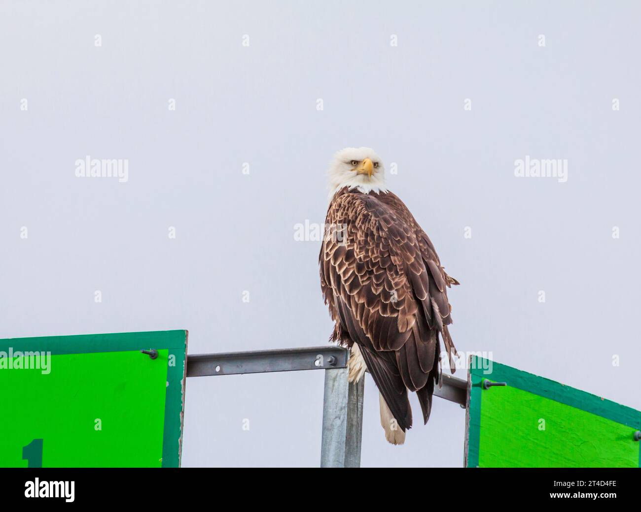 Bald Eagle, Haliaeetus leucocephalus, perching on structures in boat ...