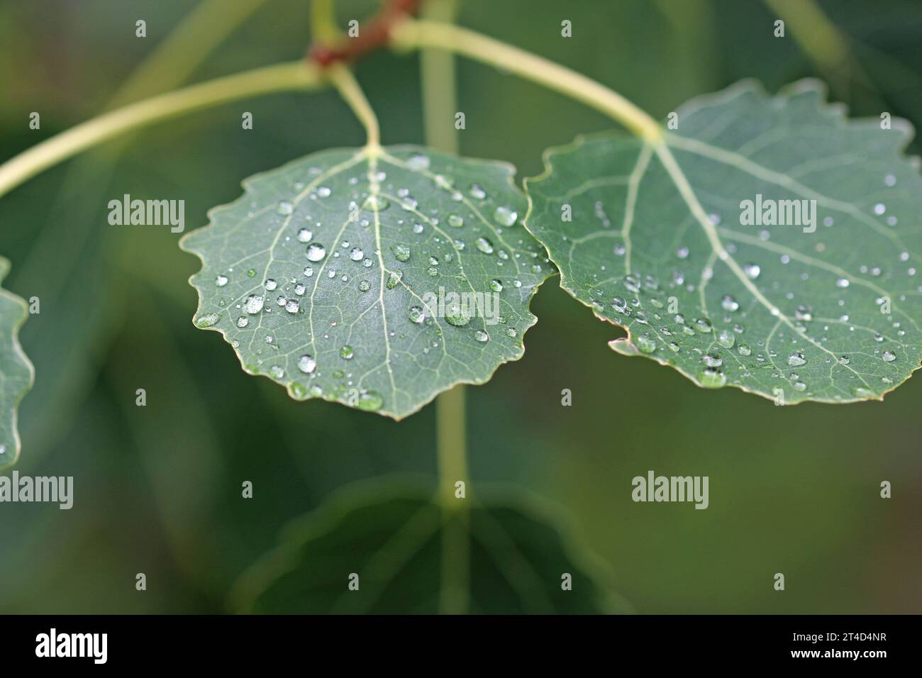 Aspen tree, Populus tremula, leaves with raindrops in close up and a ...