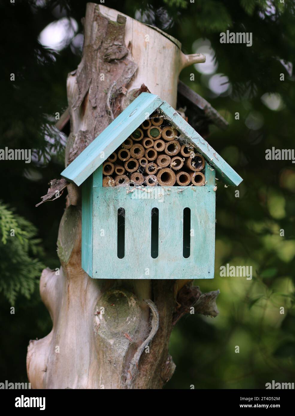 Green painted wooden bug hotel with bamboo canes for insects on a dead ...