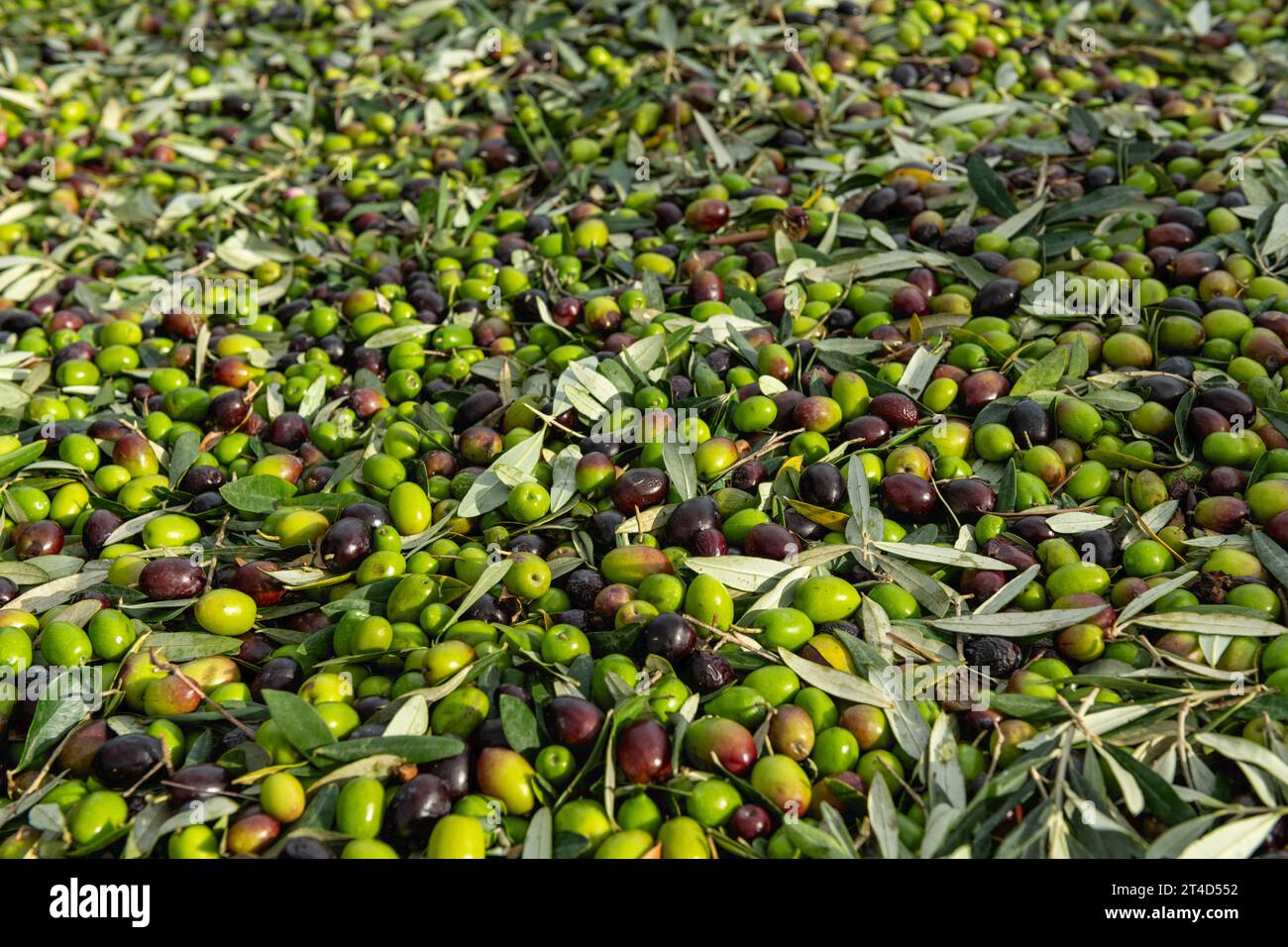 Olive harvest hi-res stock photography and images - Alamy