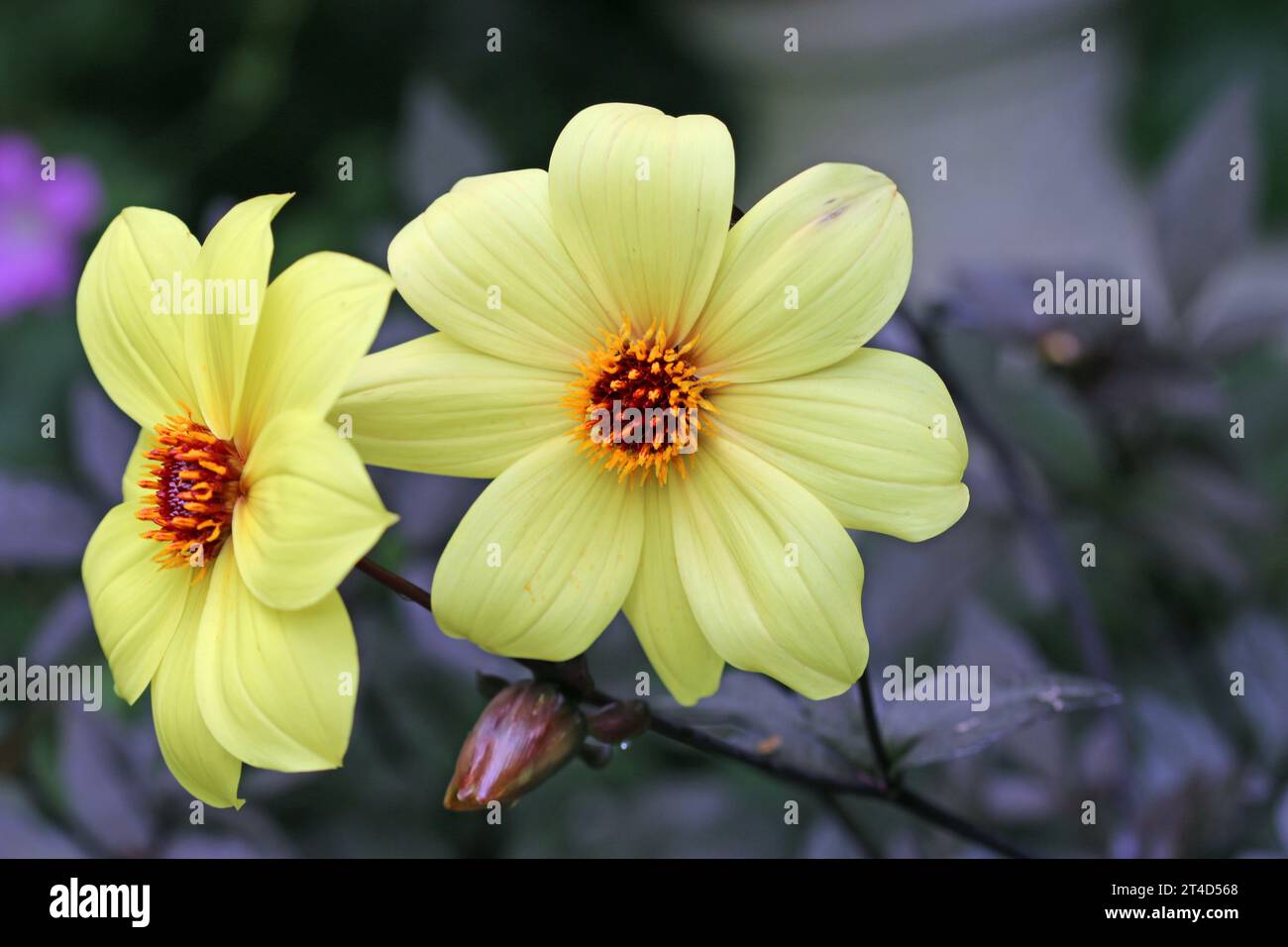 Single flowered dahlia hi-res stock photography and images - Alamy