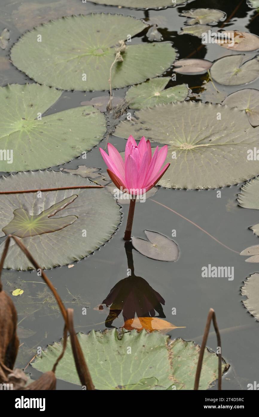 Closeup of a Nelumbo nucifera, also known as lotus flower, in a river ...