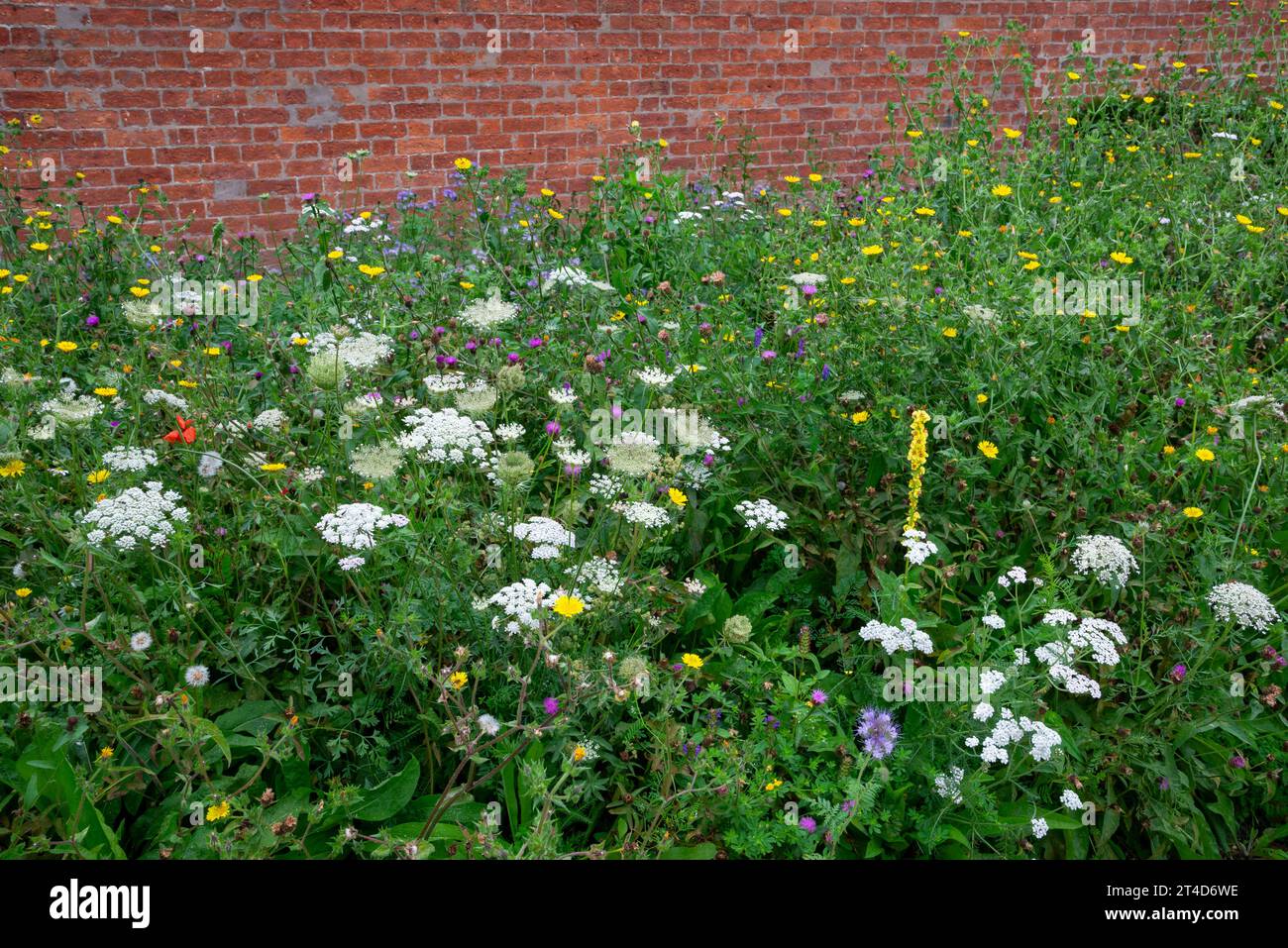 Border of colorful summer wildflowers outside the walled garden at RHS ...