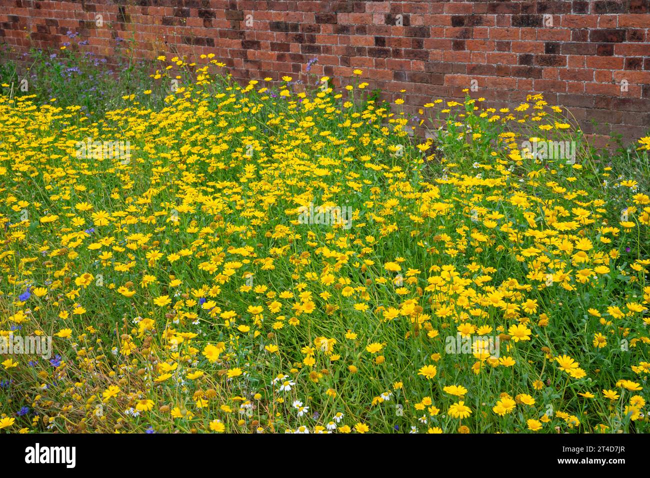 Bright wildflowers including yellow Corn Marigolds at RHS Bridgewater ...