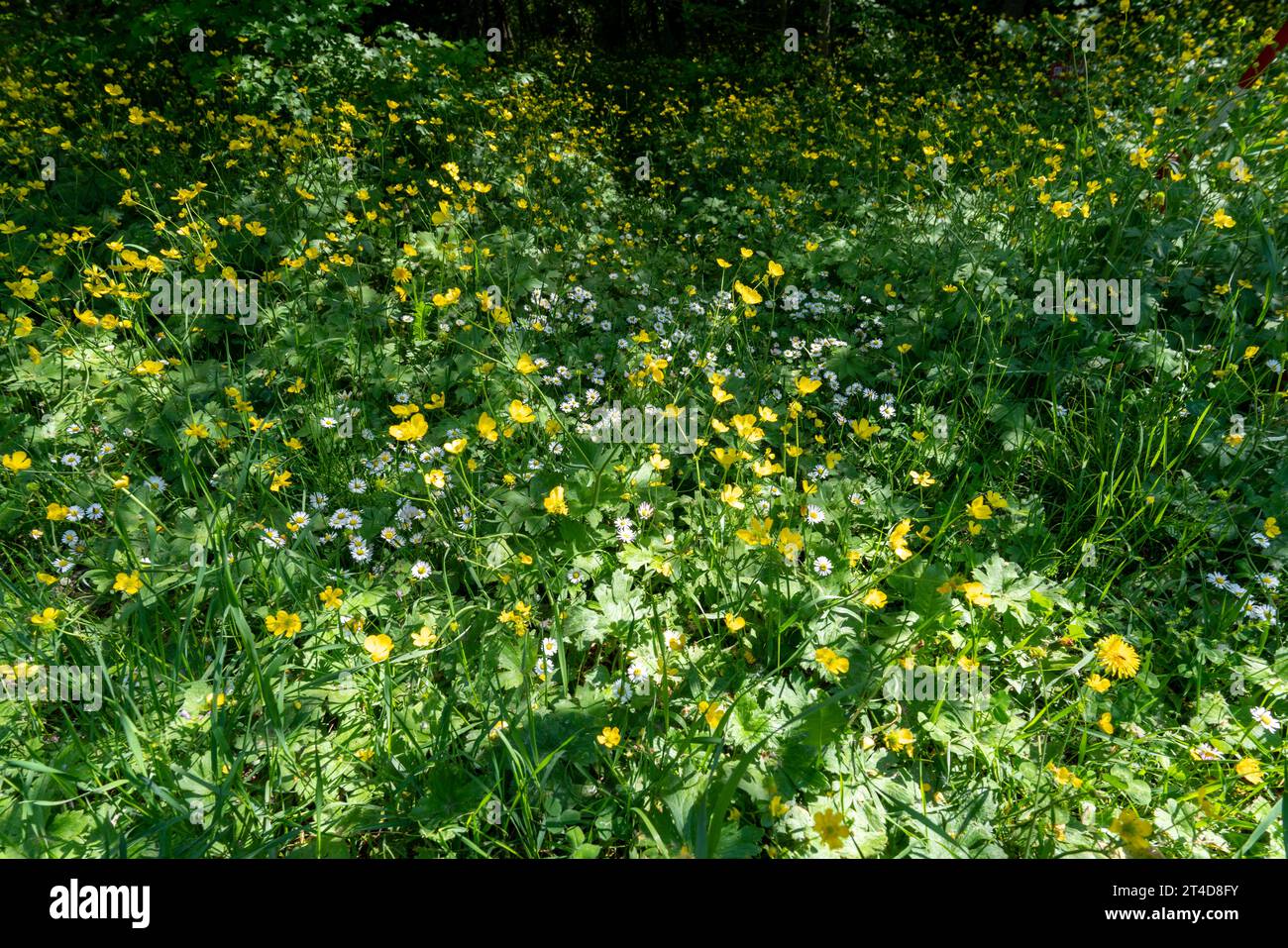 field of spring daisy flowers, natural background Stock Photo - Alamy