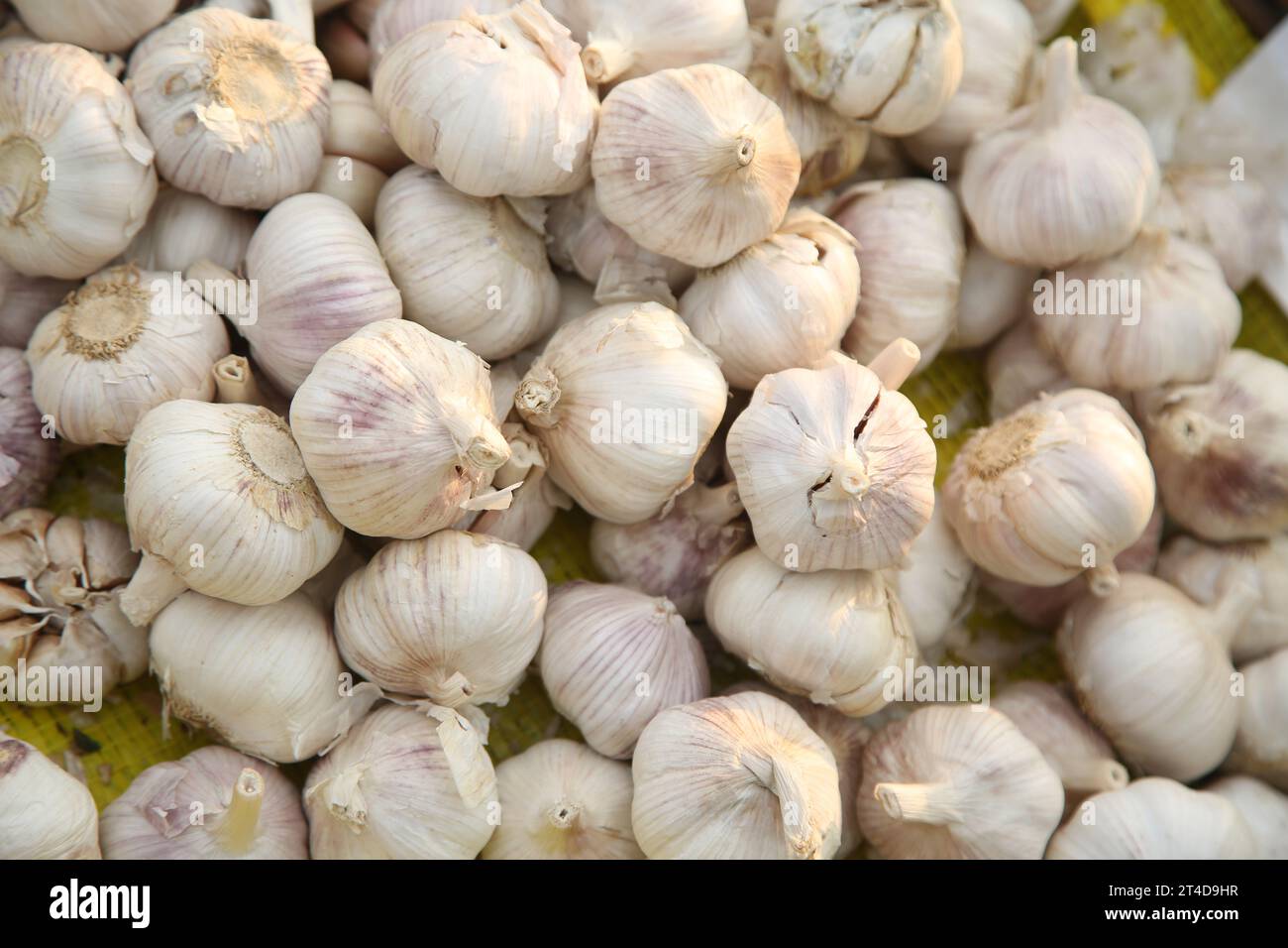 Certified organic fresh garlic Stock Photo - Alamy