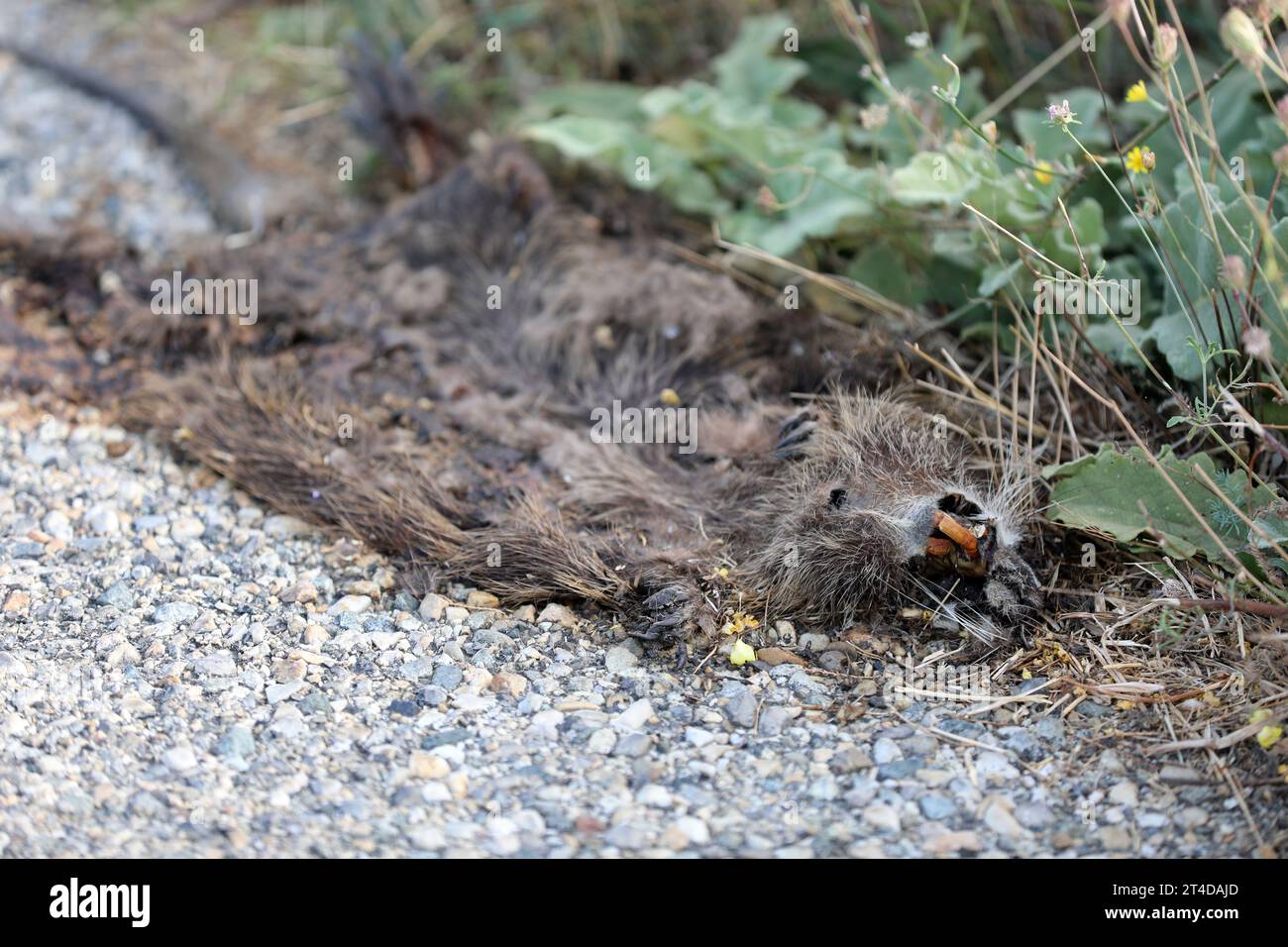 Dead nutria hi-res stock photography and images - Alamy