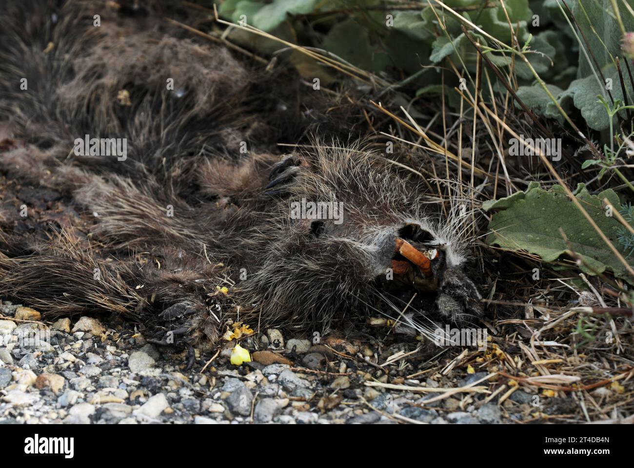 Dead nutria hi-res stock photography and images - Alamy