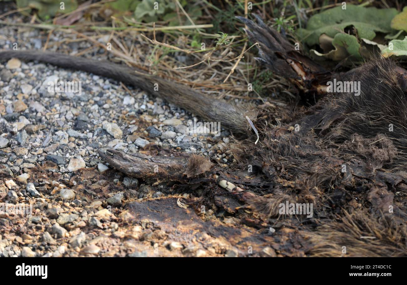 Dead nutria lying on a road Stock Photo - Alamy
