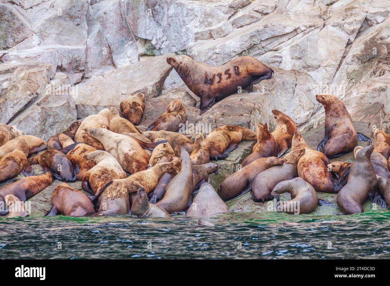 Steller Sea Lions, Eumetopias jubatus, near Juneau, Alaska. This sea ...