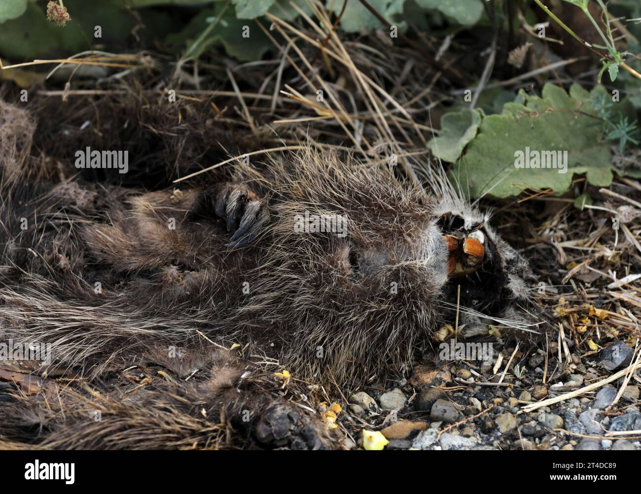 Dead nutria hi-res stock photography and images - Alamy