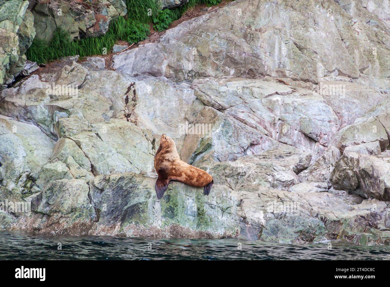 Steller Sea Lions, Eumetopias jubatus, near Juneau, Alaska. This sea ...