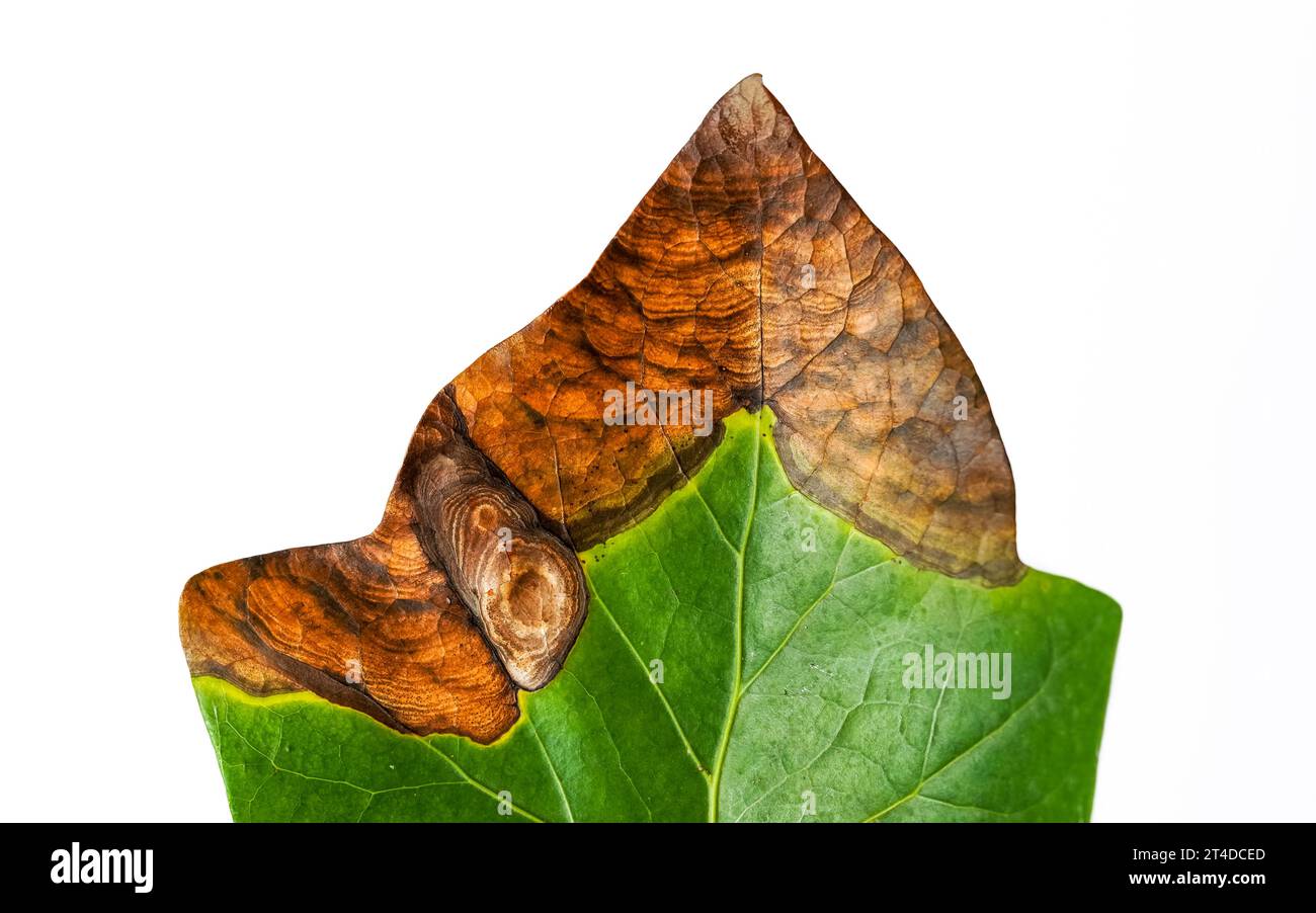 Detail of English ivy, Hedera helix, leaf on white background, fungal ...
