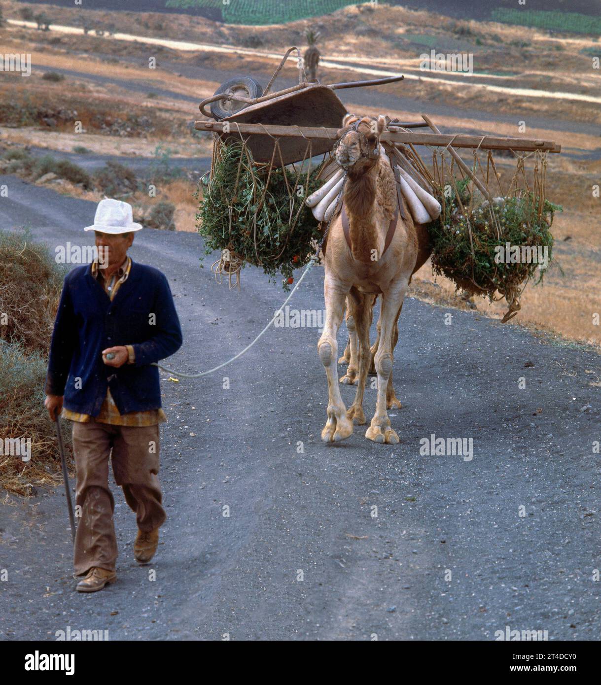 LABRIEGO CON DROMEDARIO CARGADO CON HIERBA Y CARRETILLA - FOTO AÑOS 70 ...