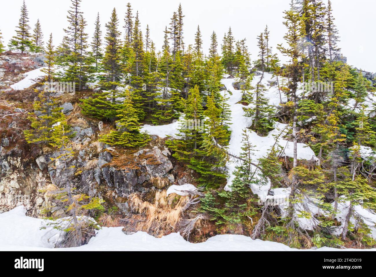 View from White Pass and Yukon Route Railroad over White Pass Summit ...