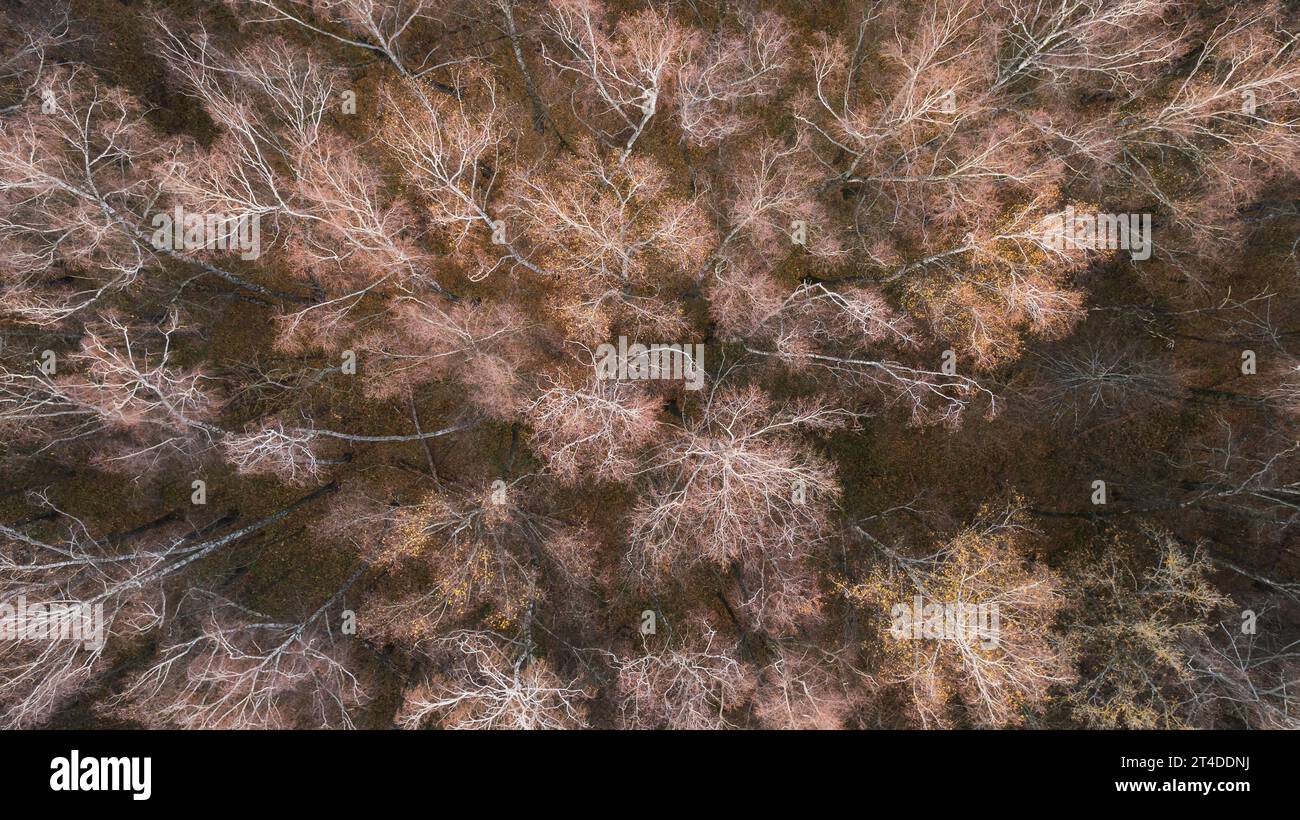 Leafless tree birchs by drone. Beautiful fall season scenery Stock ...