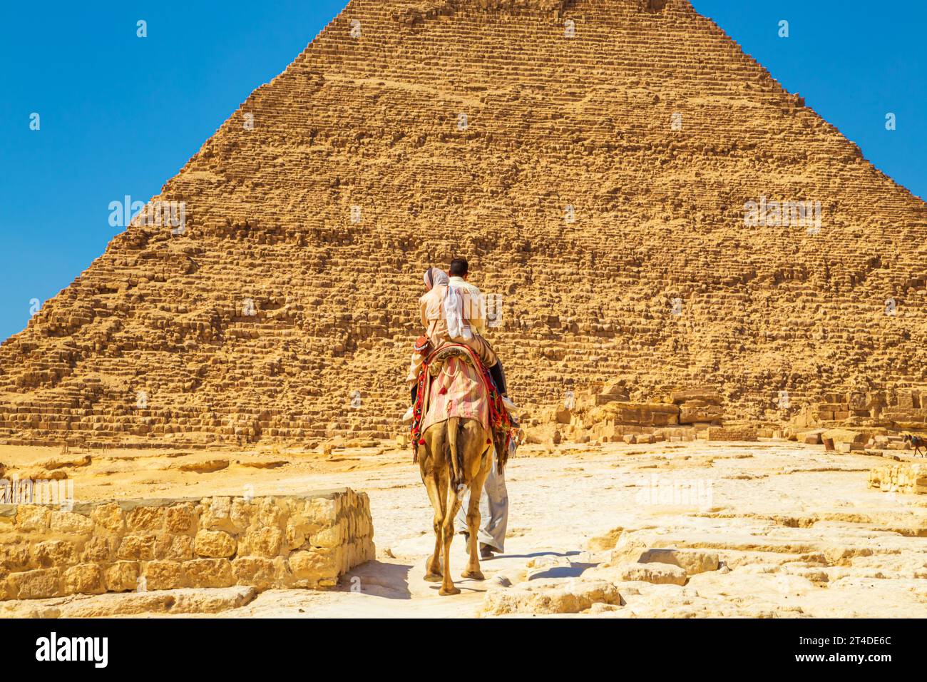 Camel driver near the Great Pyramids of Egypt. Tourist attraction ...