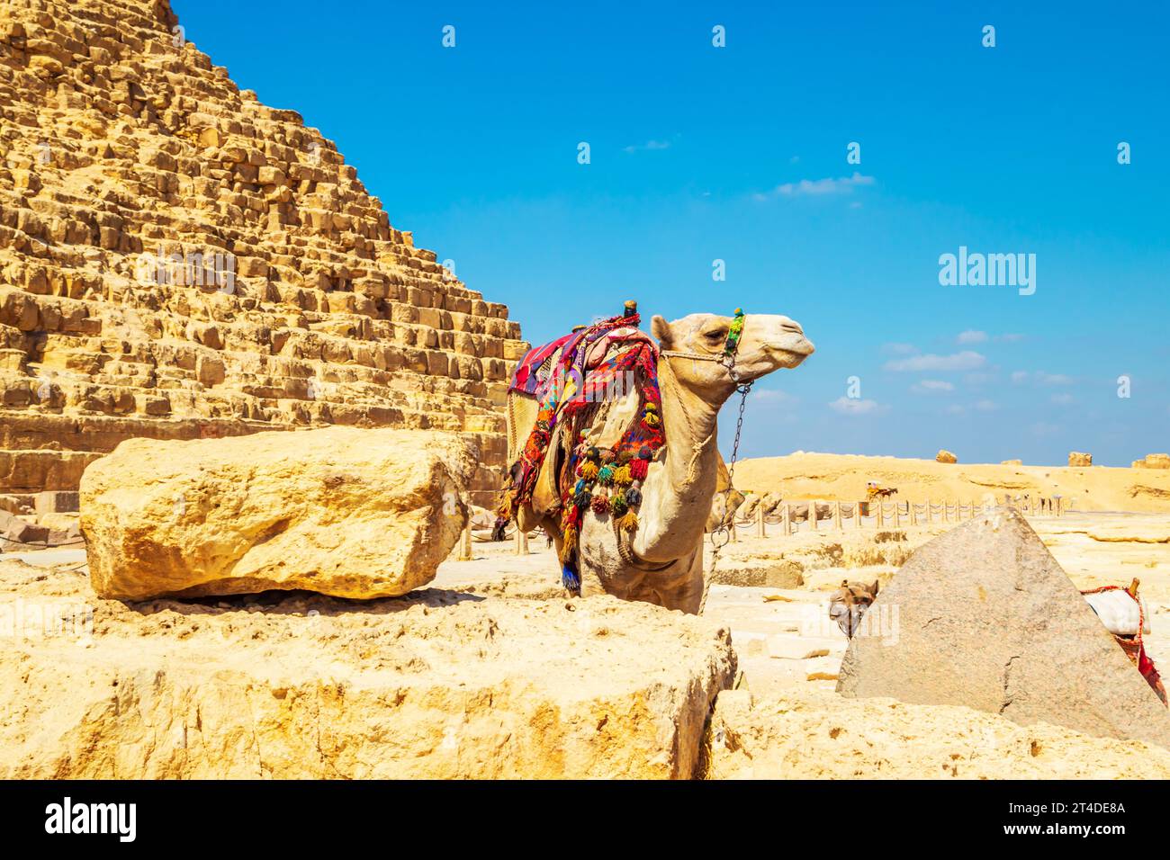 Dressed camel near the Pyramid of Khafre. Great Egyptian pyramids. Giza ...
