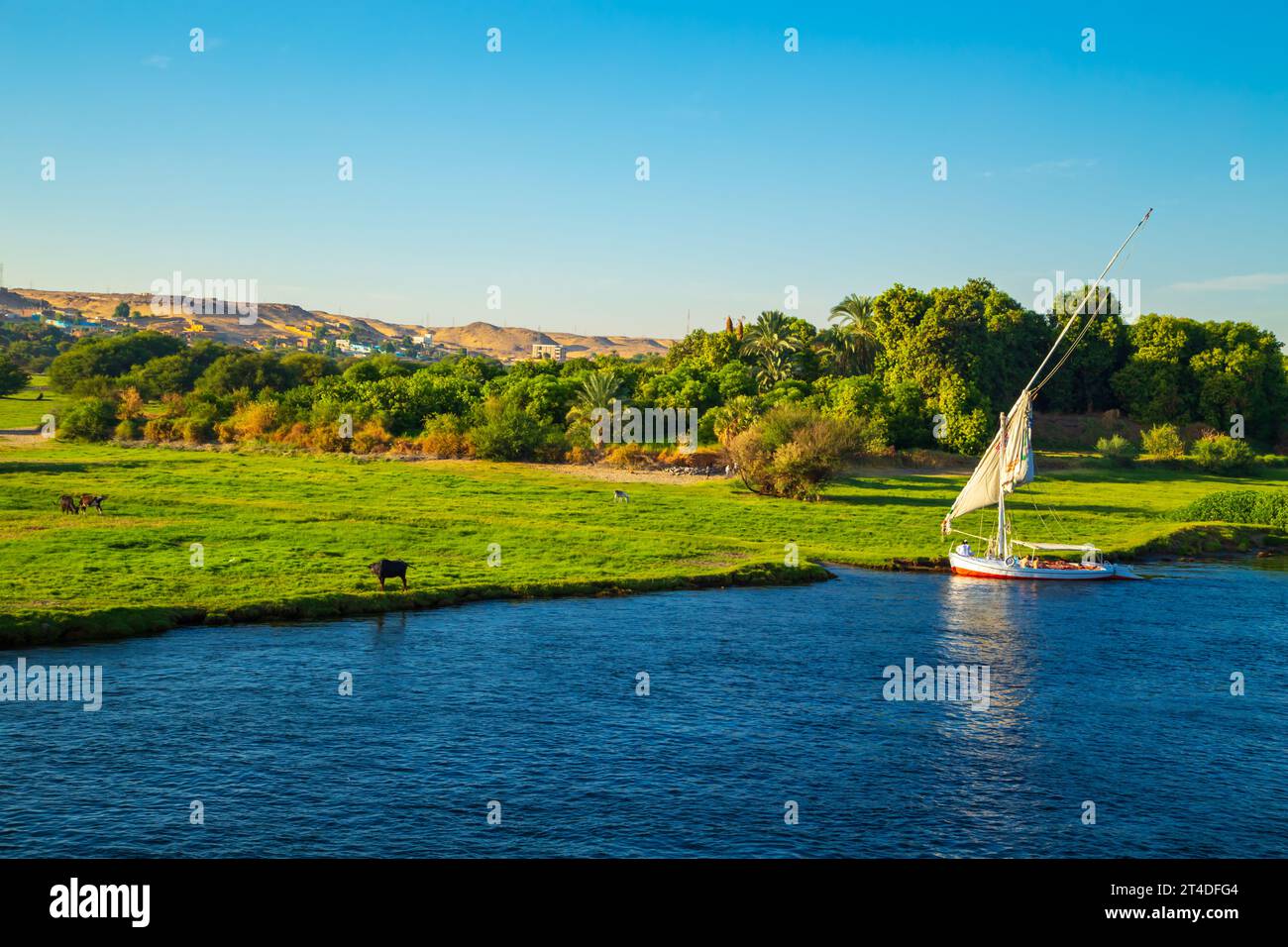 Traditional felucca boat on the Nile River. Magnificent views of the ...