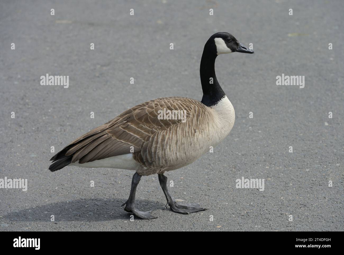 Nilgans, Mainufer, Frankfurt, Hessen, Deutschland Stock Photo - Alamy