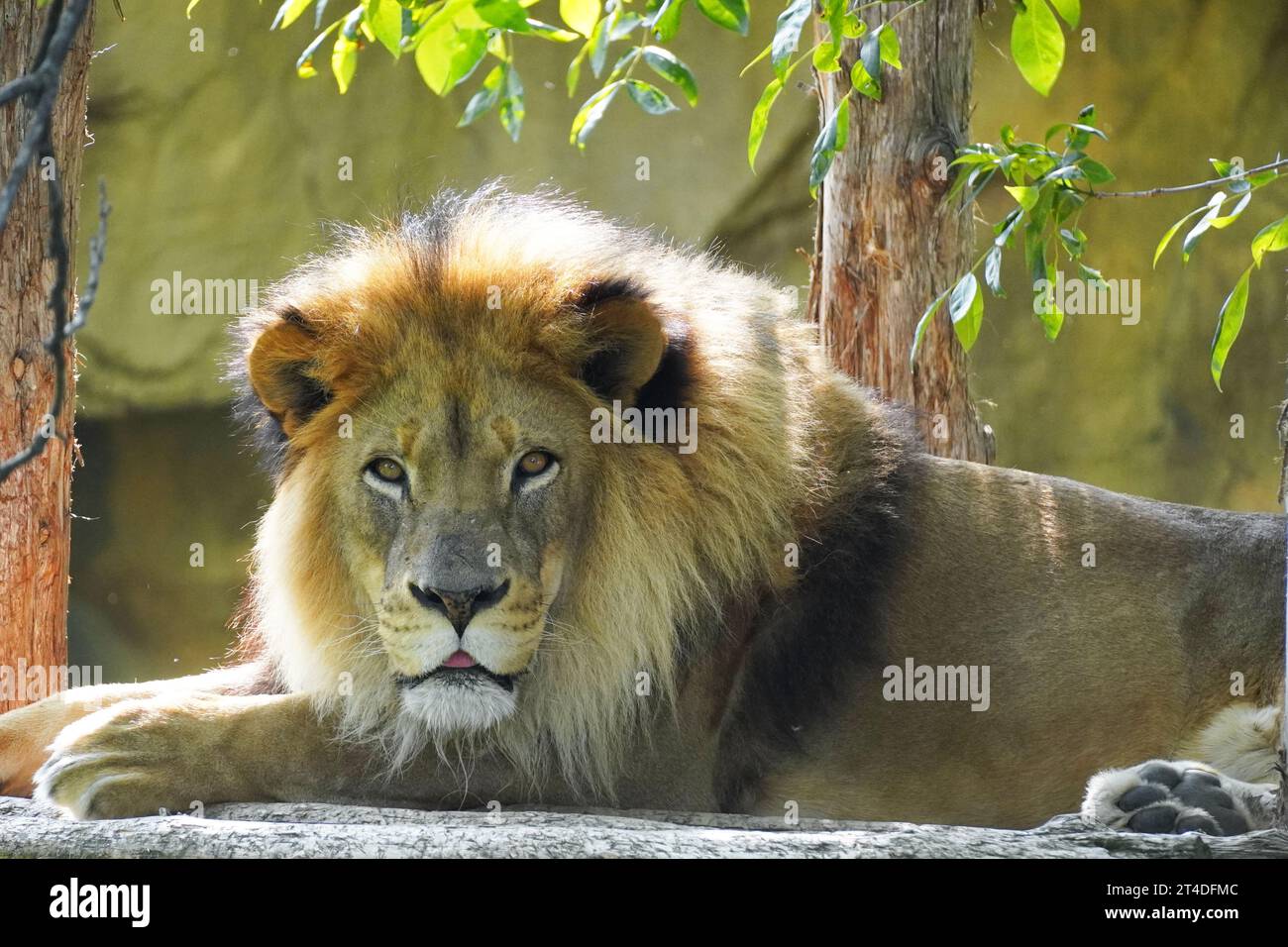 Male African Lion Looking at the Camera Stock Photo - Alamy