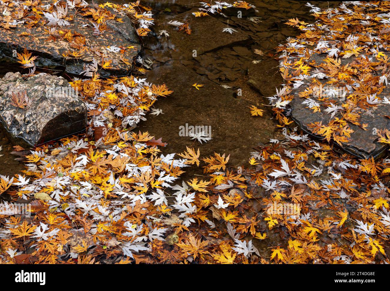 Silver Maple leaves (Acer saccharinum) fill the still areas of a broad ...