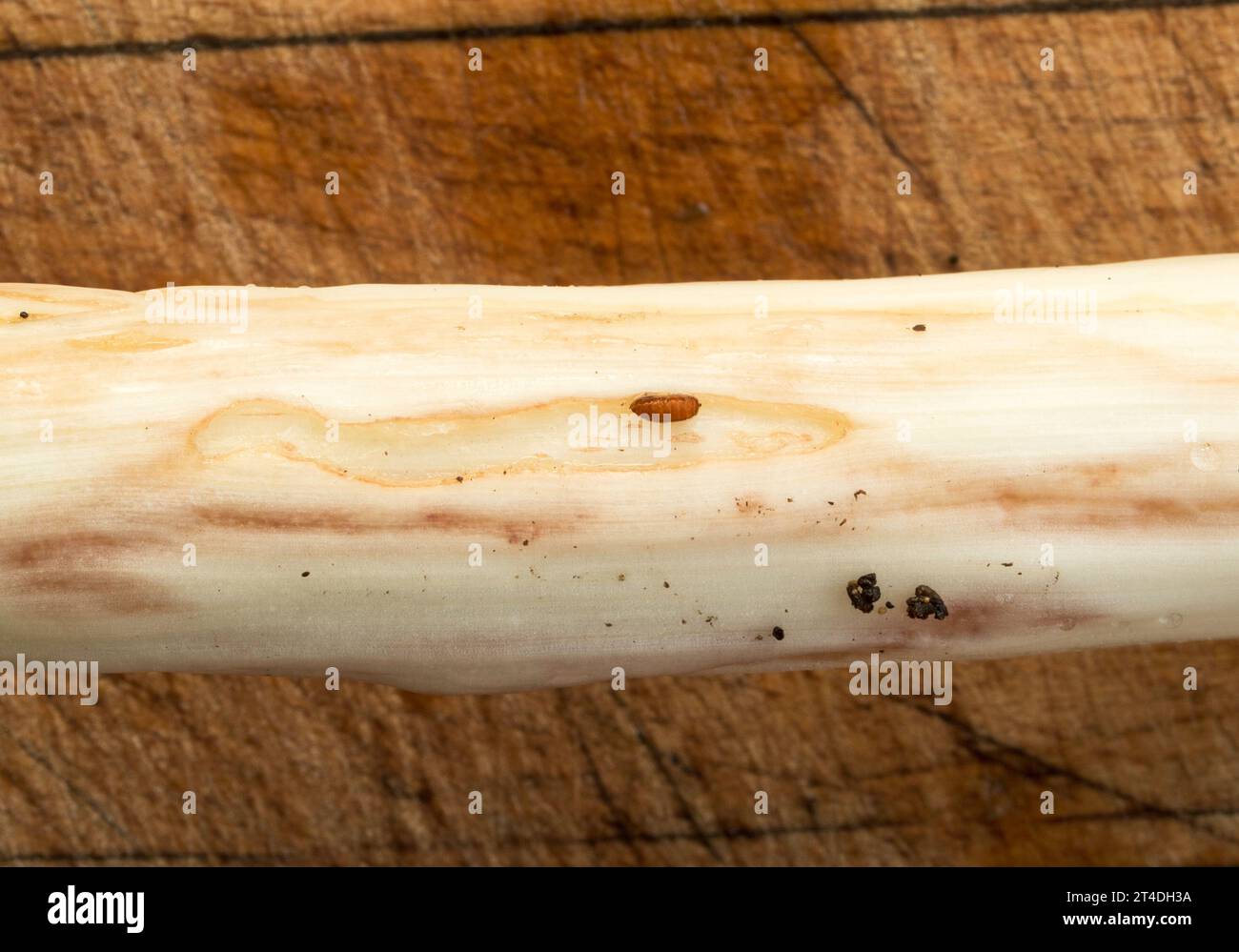 Leek leaf miner hi-res stock photography and images - Alamy