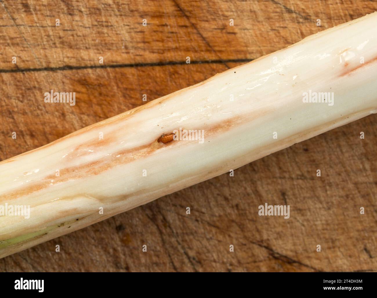 The larva of Allium leaf miner Phytomyza gymnostoma, shown on the stem ...