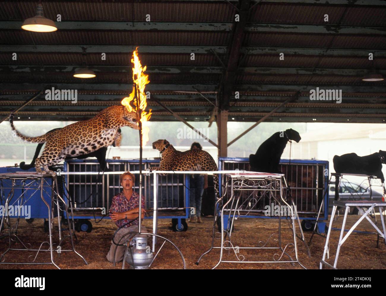 JULIET PROWSE ;25 September 1936 - 14 September 1996 ; British-American ...