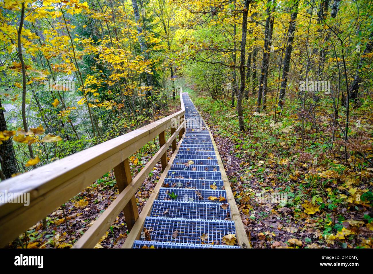 An empty forest path equipped with metal steps and wooden railings for ...